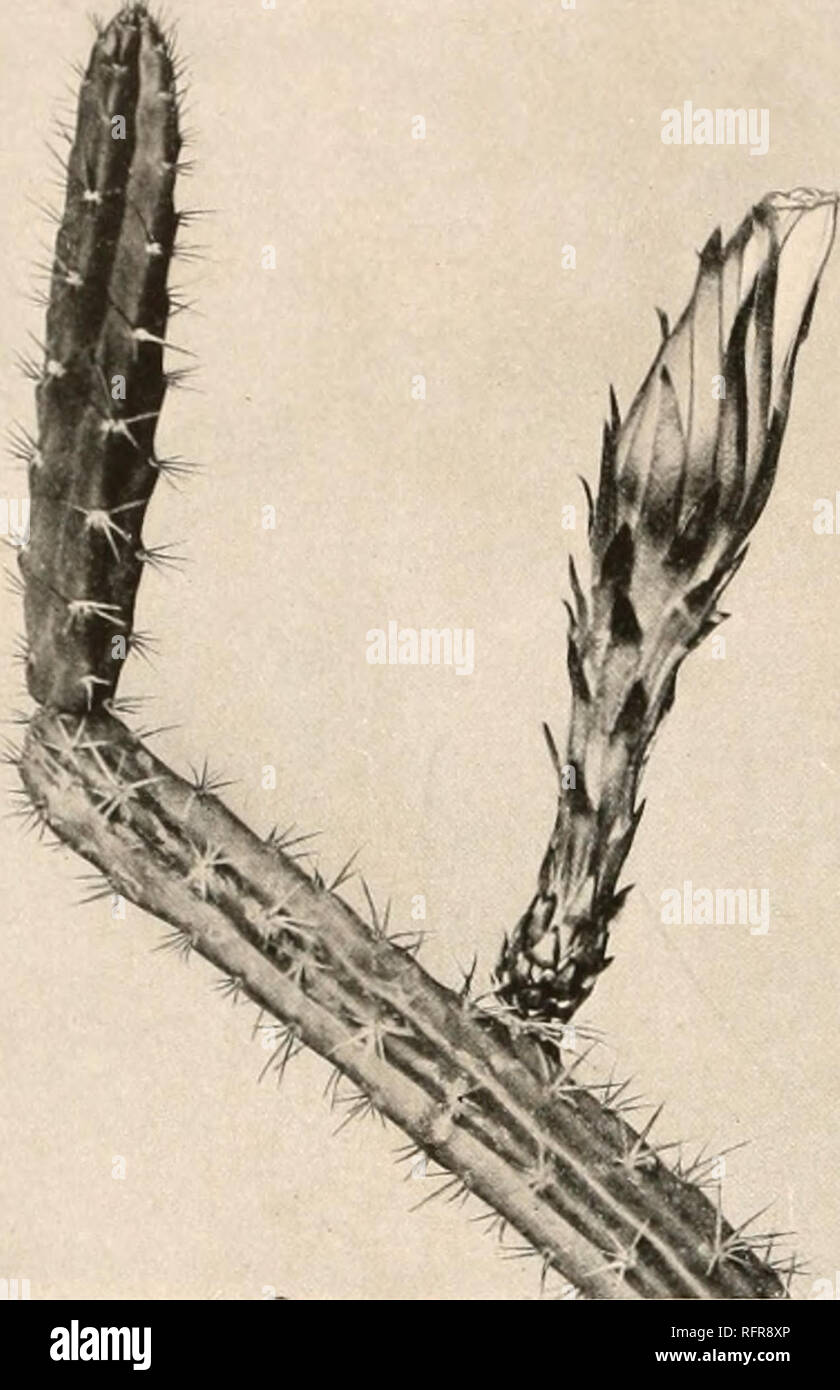 Tuberculate scales hi-res stock photography and images - Alamy