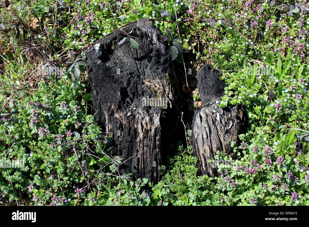 Burned tree stump left completely black from ash and surrounded with ...