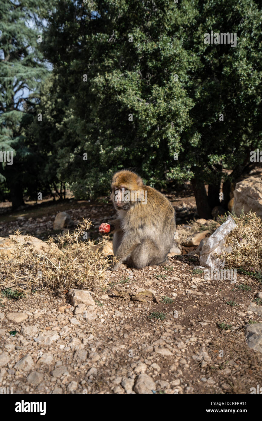 A macaque monkey is sitting on the edge of the forest and eating a ...