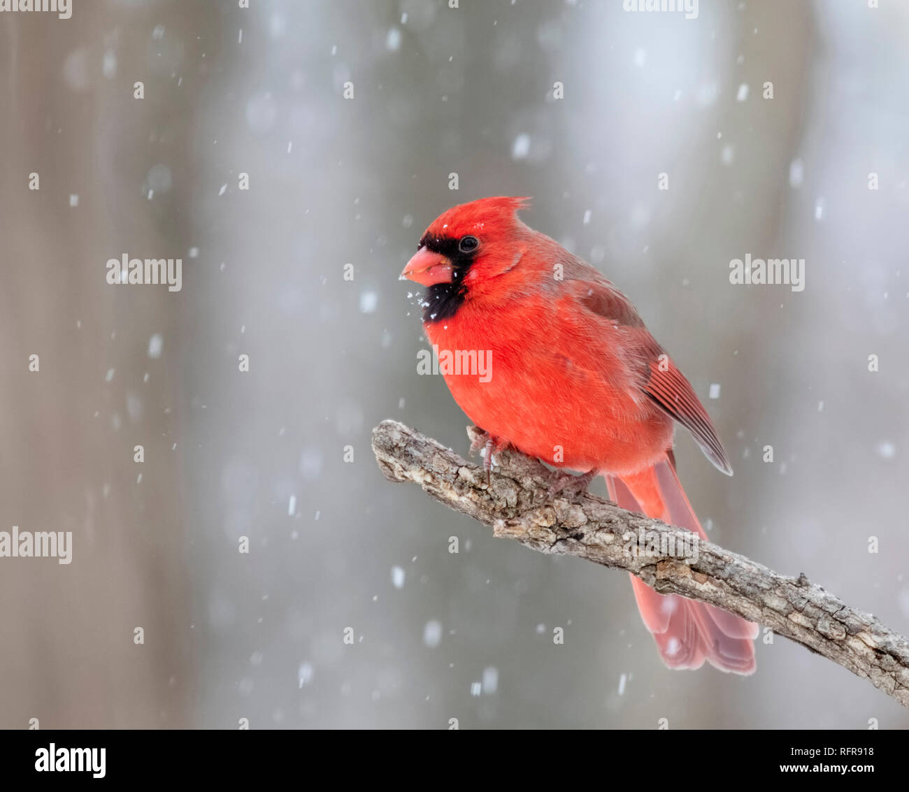 Cardinal bird snow hi-res stock photography and images - Alamy