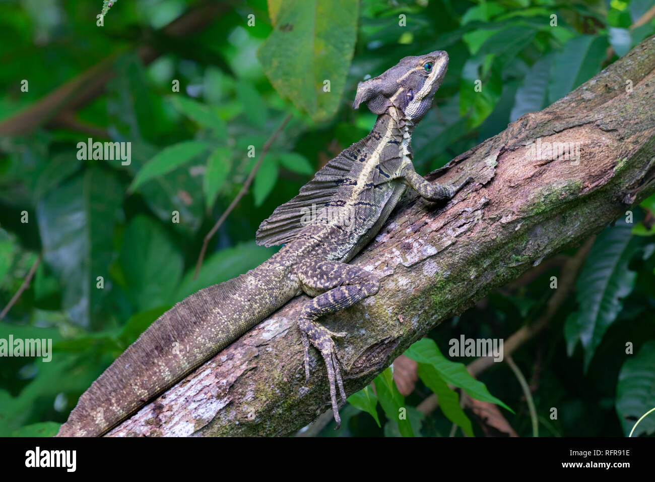 Brown basilisk lizard hi-res stock photography and images - Alamy