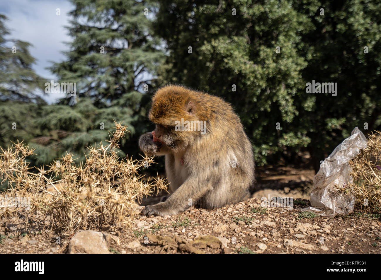 A macaque monkey is sitting on the edge of the forest and eating a ...