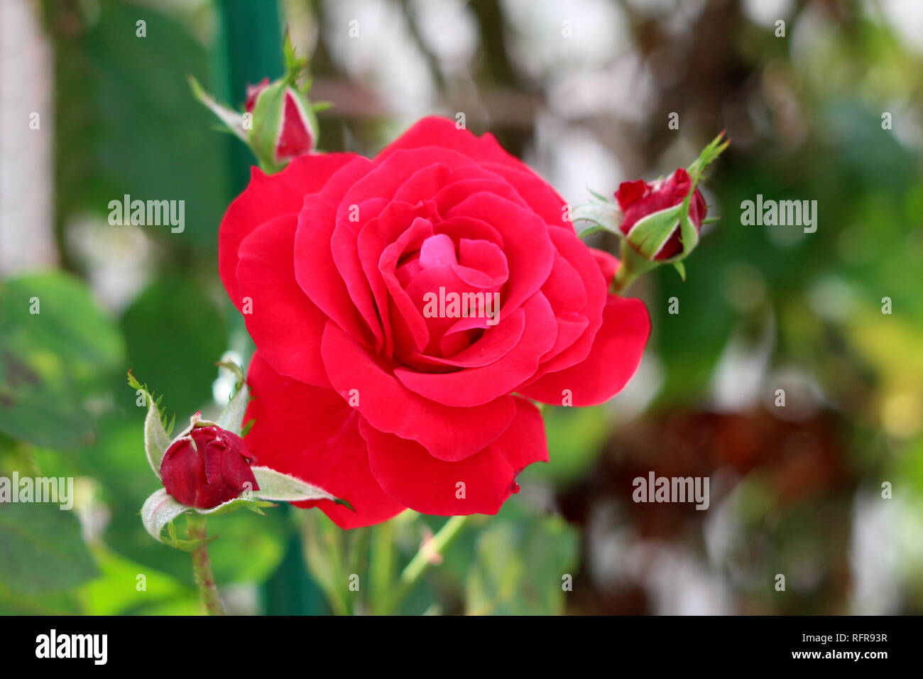 Layered petals hi-res stock photography and images - Alamy