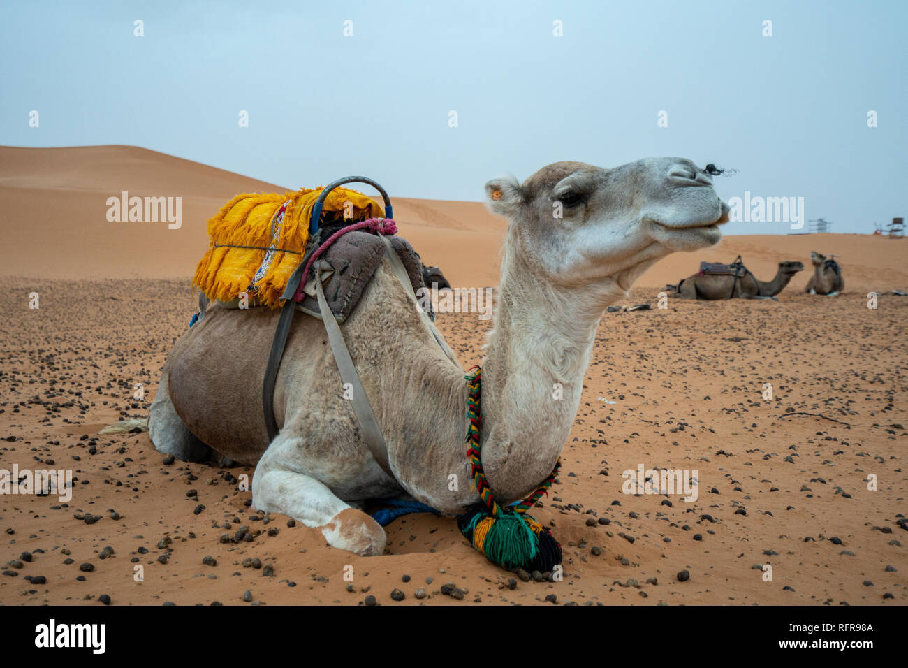 Multiple camels are waiting in the morning to walk further into the ...