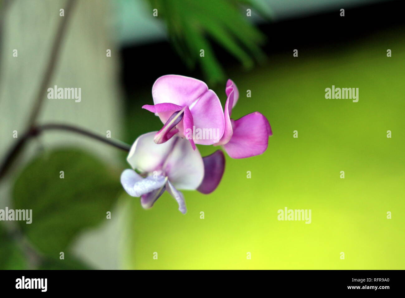 Lablab bean hi-res stock photography and images - Alamy