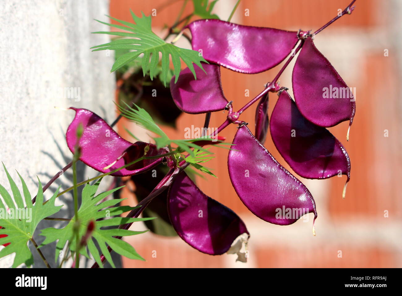 Dolichos hi-res stock photography and images - Alamy