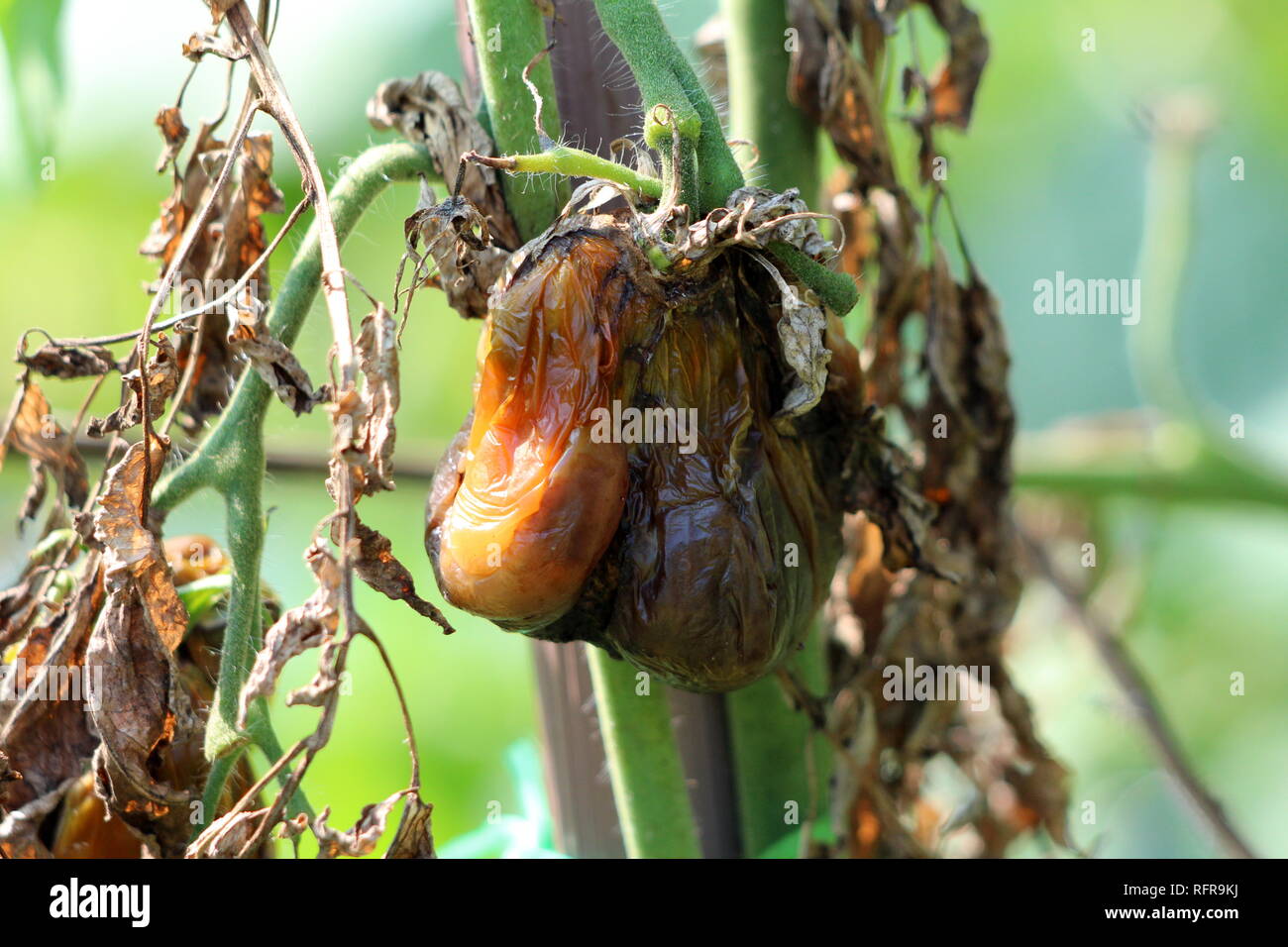 Shrivel in hi-res stock photography and images - Alamy