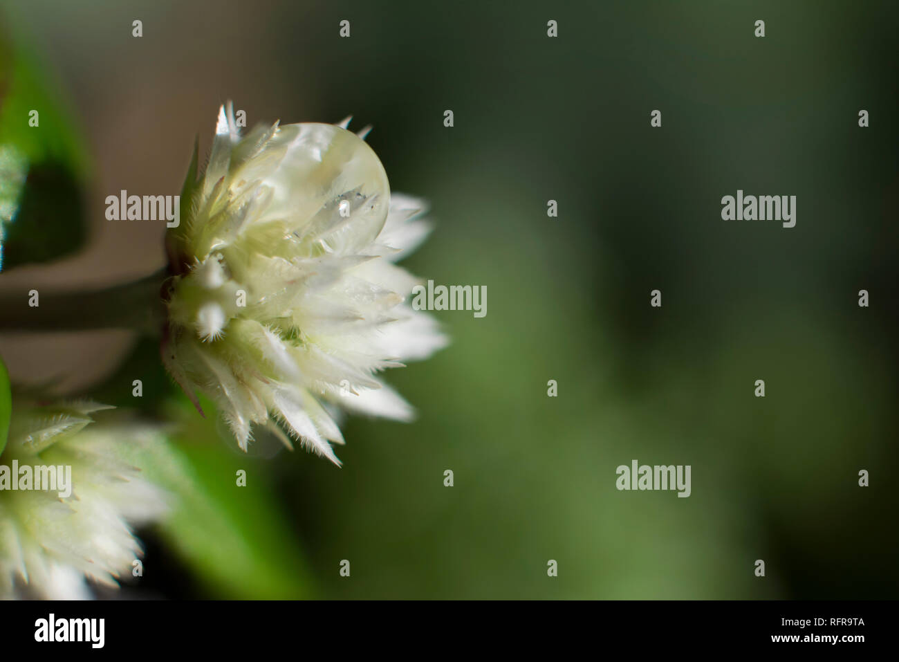 Water Drop on a flower Stock Photo - Alamy