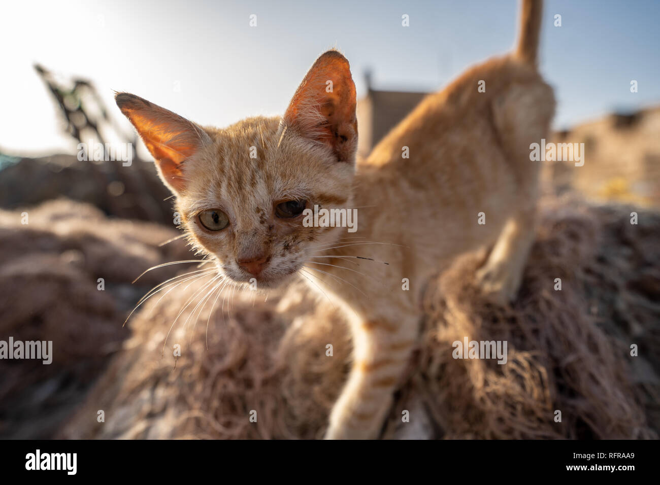 A poor little cat with an infected eye at the harbor of Essaouira ...