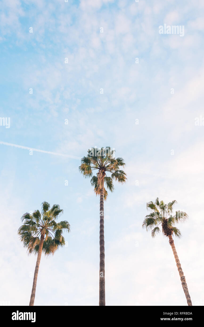 Palm trees in Barcelona, Spain Stock Photo - Alamy