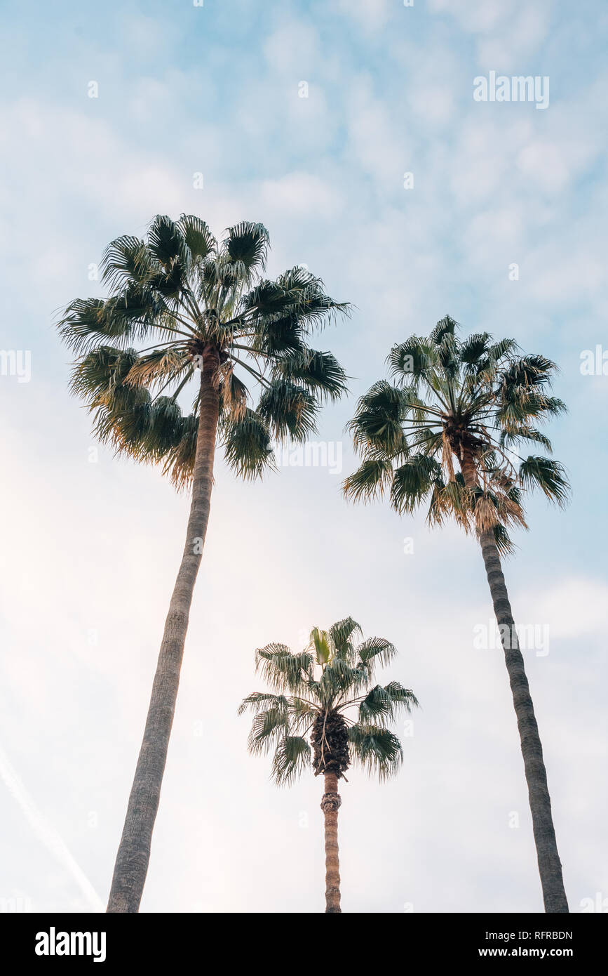 Trees in barcelona hi-res stock photography and images - Alamy