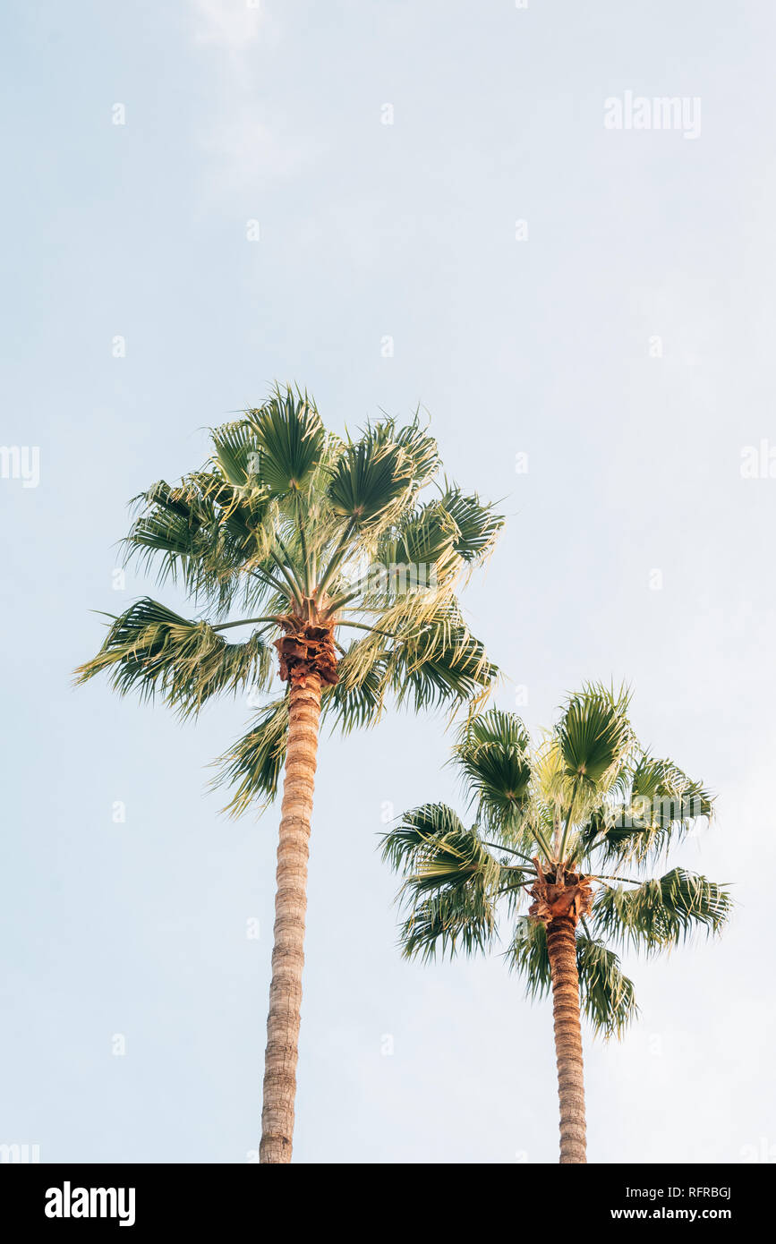 Palm trees in Barcelona, Spain Stock Photo - Alamy