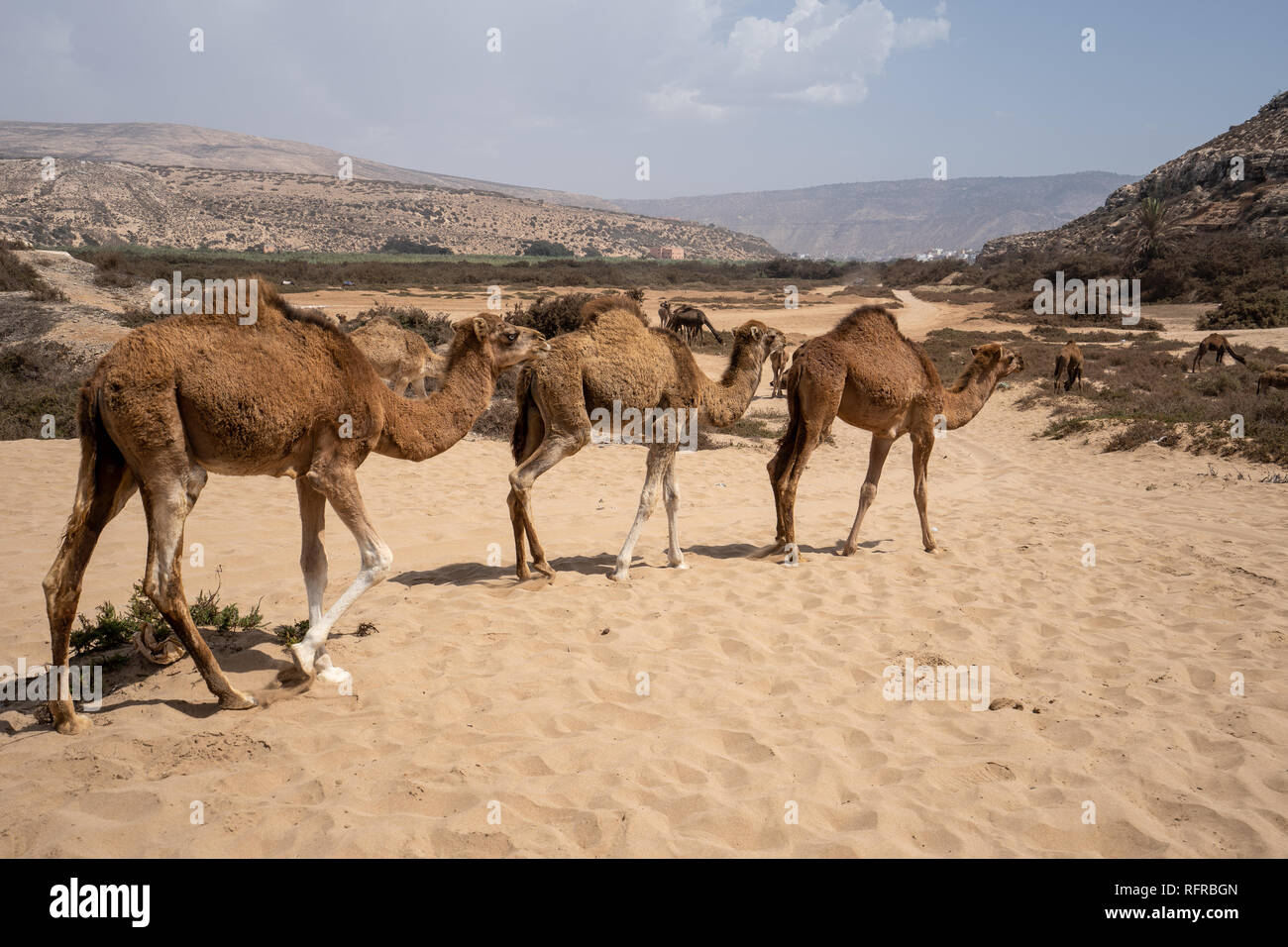 Three camels hi-res stock photography and images - Alamy