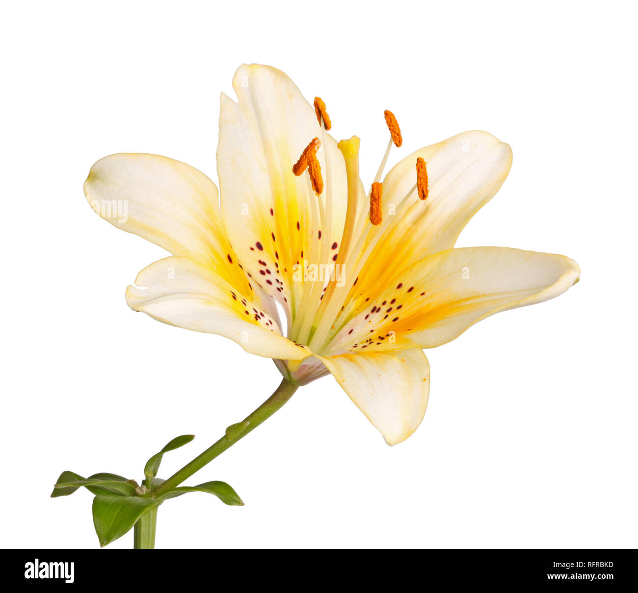 Single stem with a bright yellow flower of an Asiatic liily hybrid ...