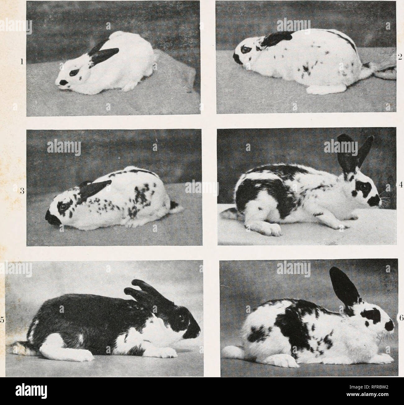 . Carnegie Institution of Washington publication. PLATE 3. FIGS. 1-5 ...