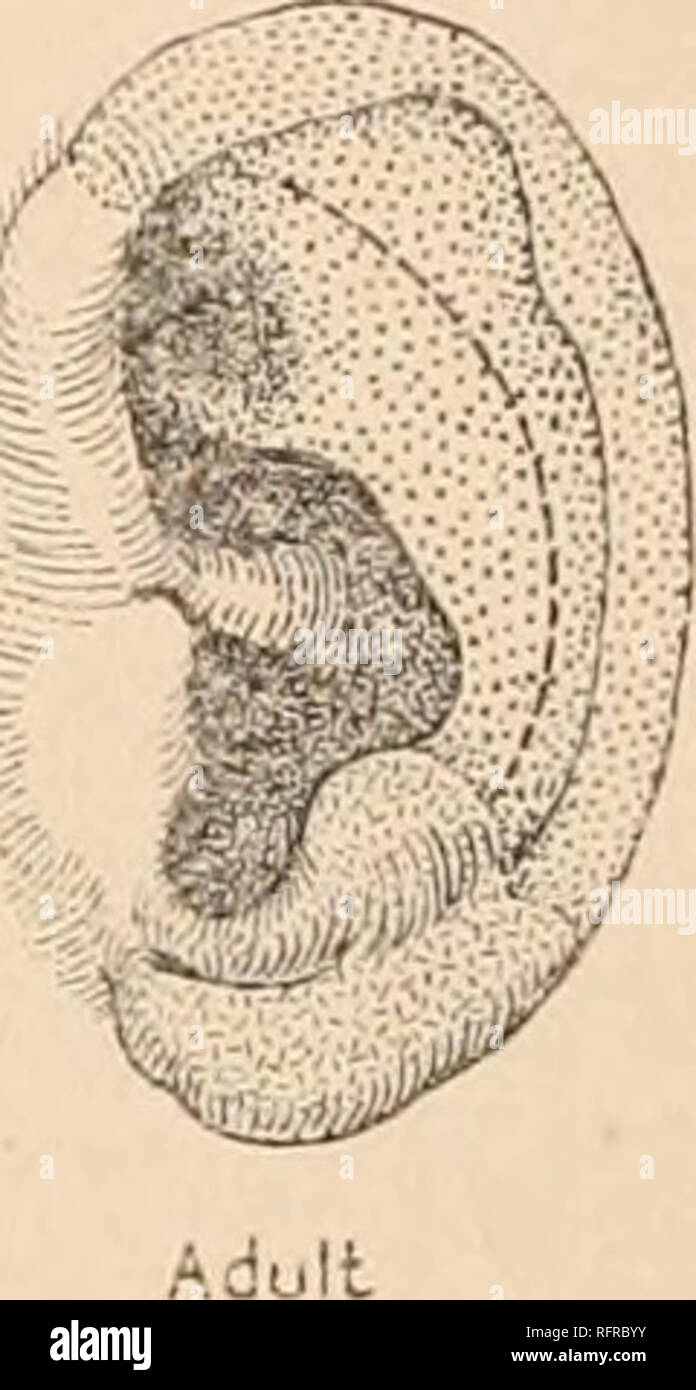 . Carnegie Institution of Washington publication. 136 DEVELOPMENT OF ...