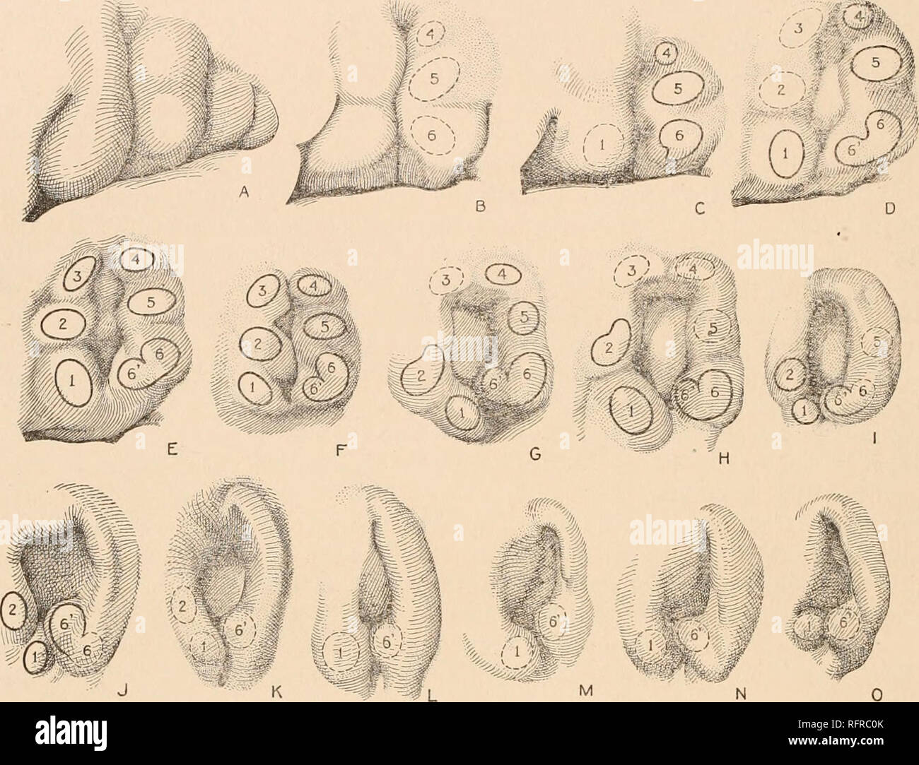 . Carnegie Institution of Washington publication. 128 DEVELOPMENT OF ...