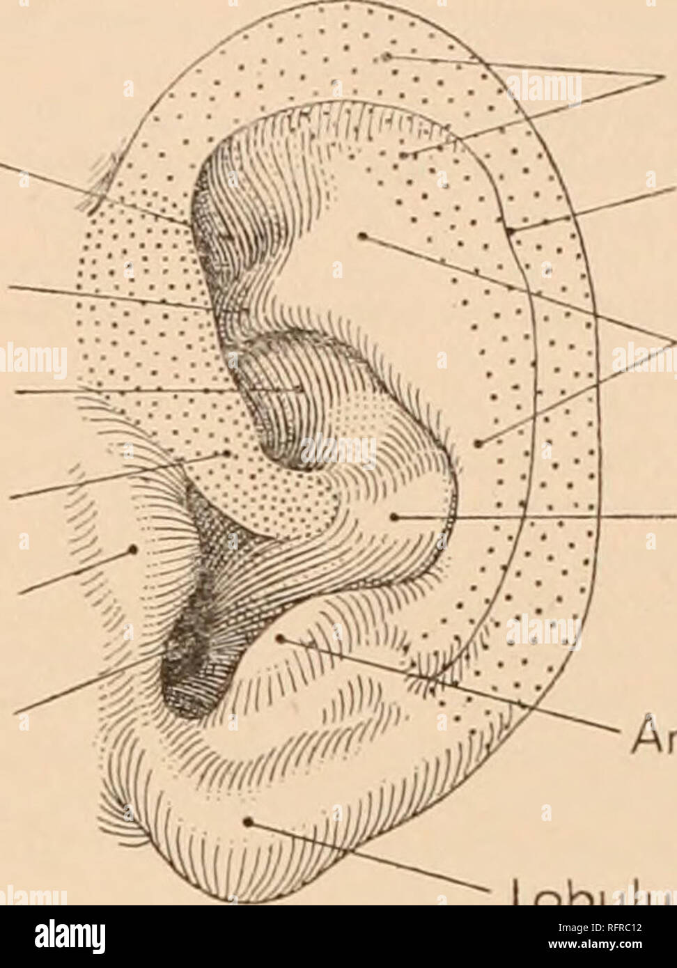 . Carnegie Institution of Washington publication. Fossa articularis ...