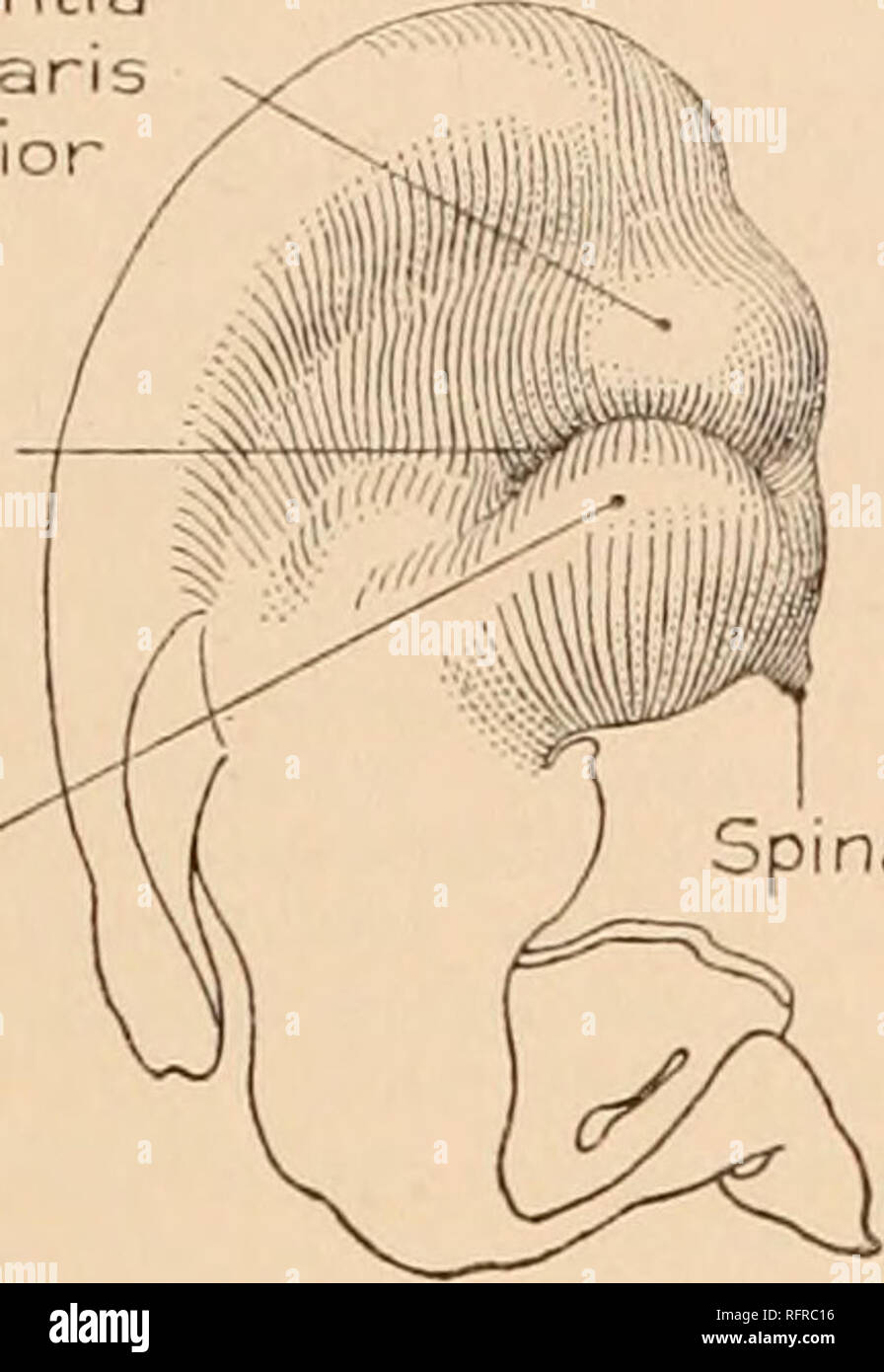 Mandibular fossa hi-res stock photography and images - Alamy