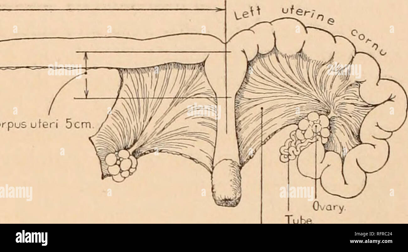 . Carnegie Institution of Washington publication. CYCLIC CHANGES IN THE ...