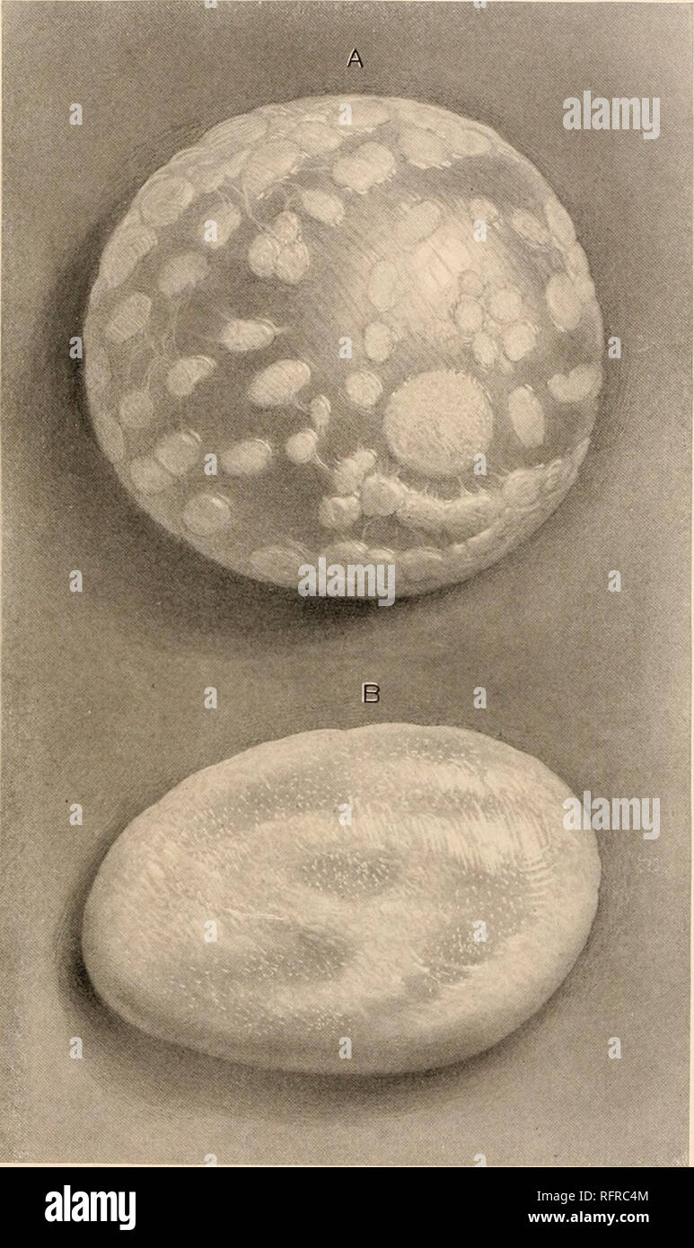 Pig uterus hi-res stock photography and images - Alamy