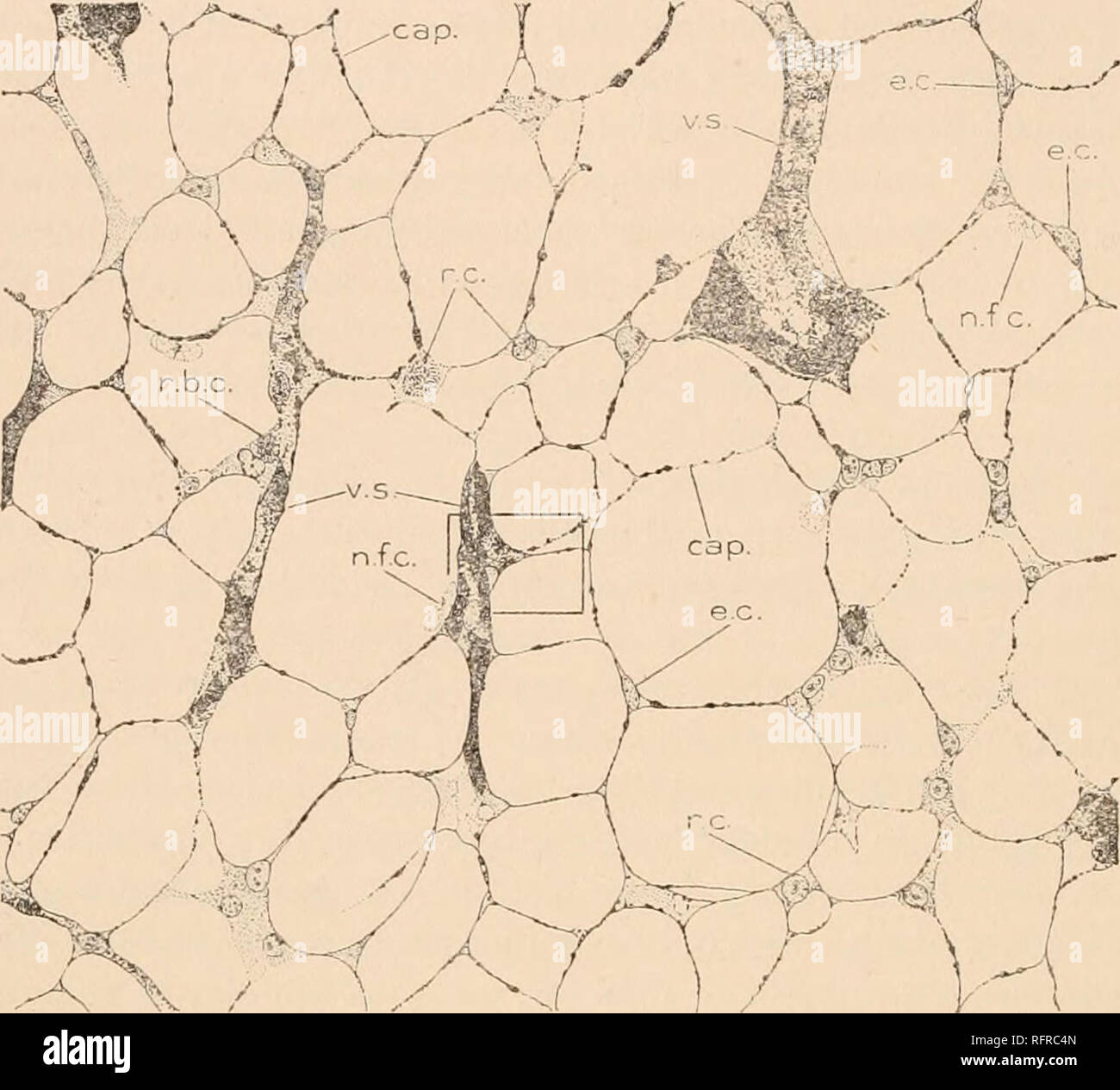 . Carnegie Institution of Washington publication. 38 THE CIRCULATION OF ...