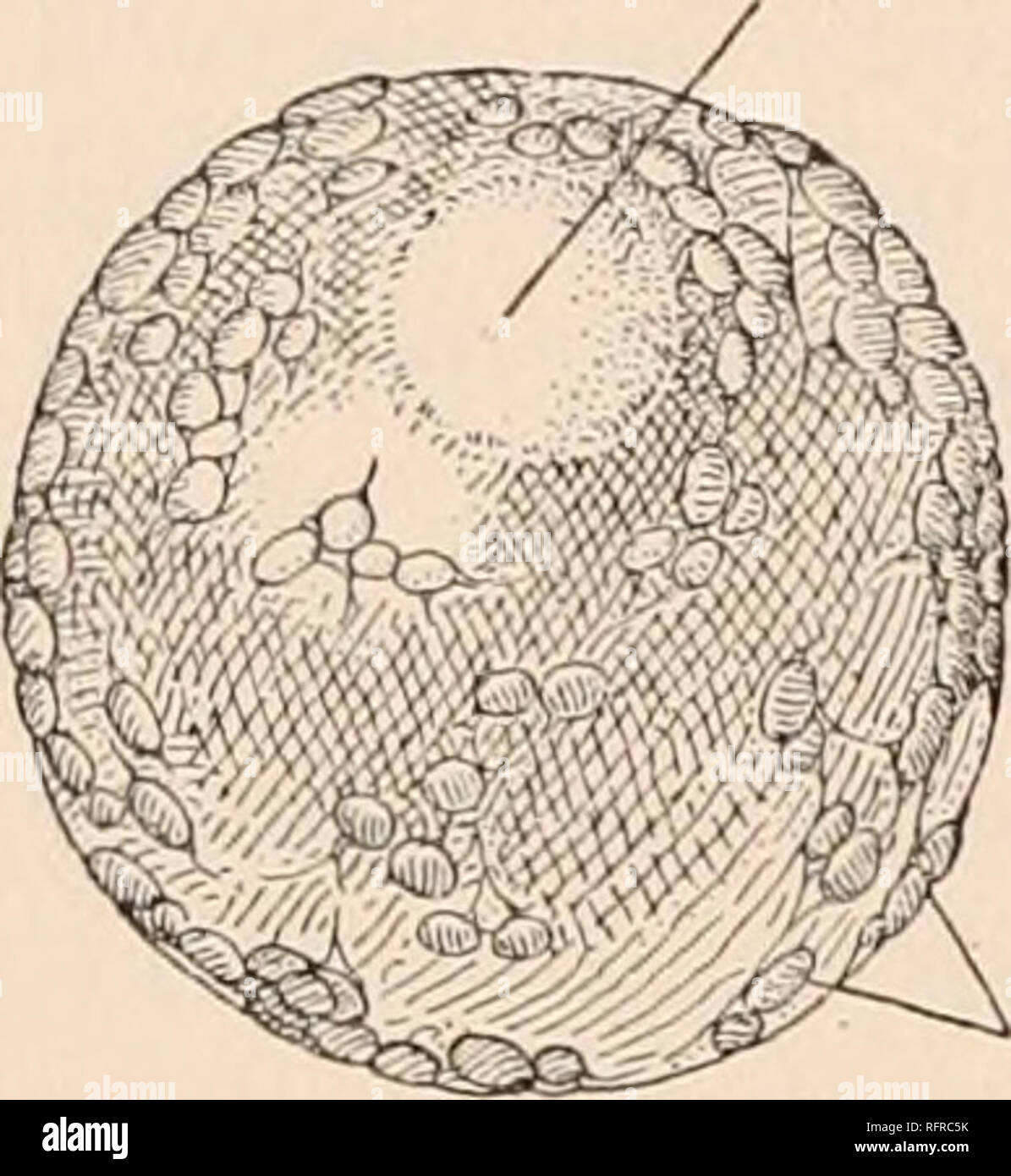 . Carnegie Institution of Washington publication. 64 ABNORMALITIES OF ...