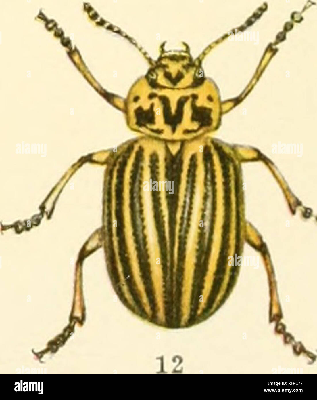 Mutant forms hi-res stock photography and images - Alamy