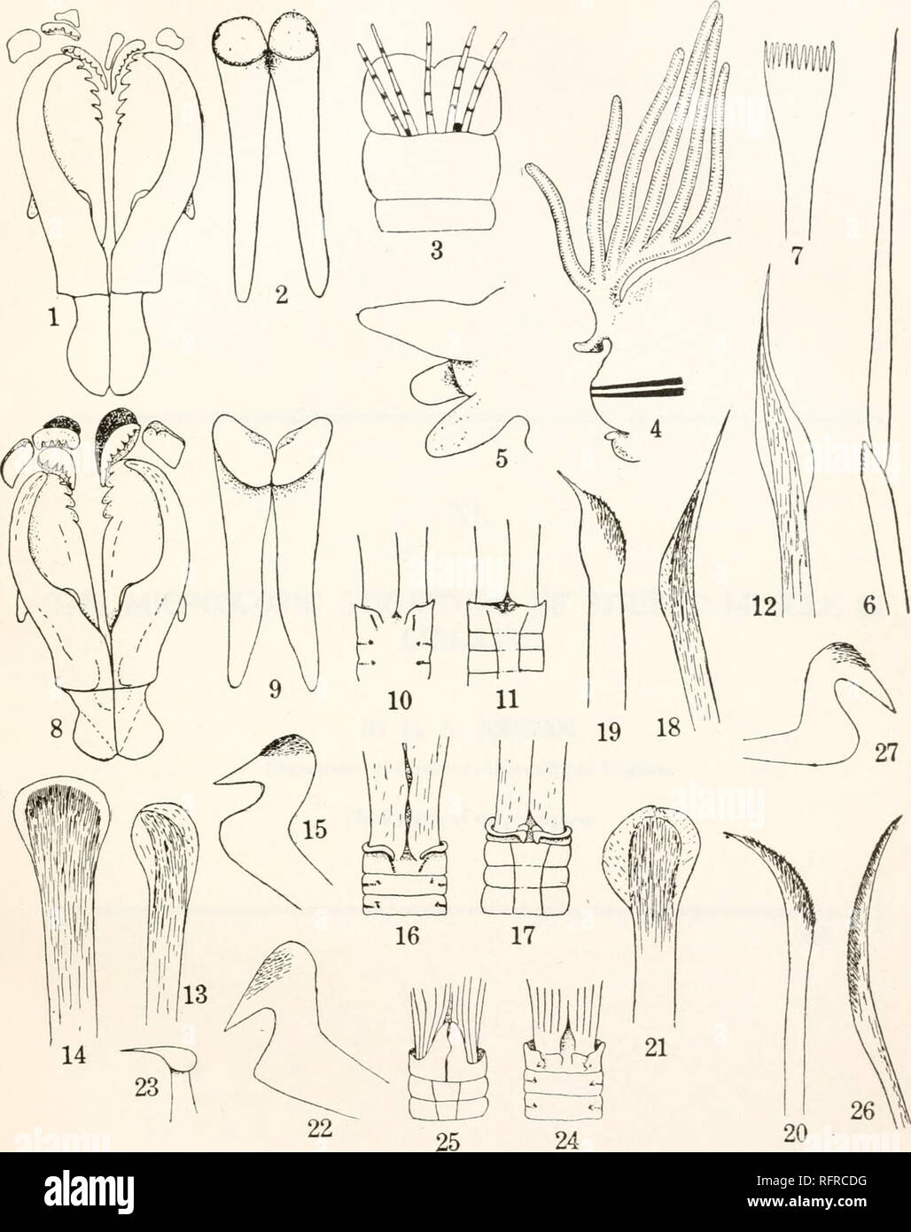 Marphysa hi-res stock photography and images - Alamy