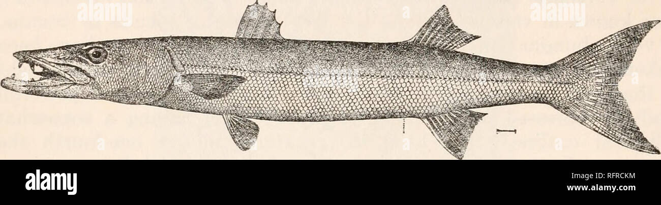 . Carnegie Institution of Washington publication. 56 Papers from the ...