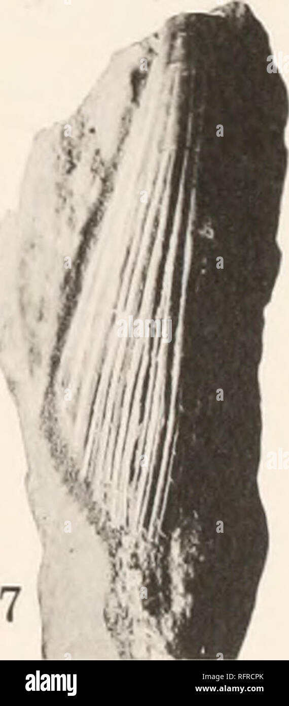 Mastodonsaurus sp hi-res stock photography and images - Alamy
