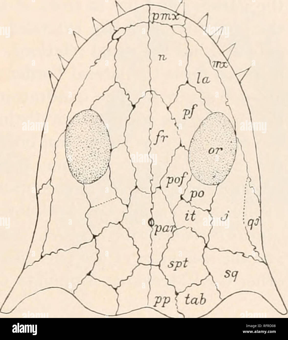 Labyrinthodont hi-res stock photography and images - Alamy