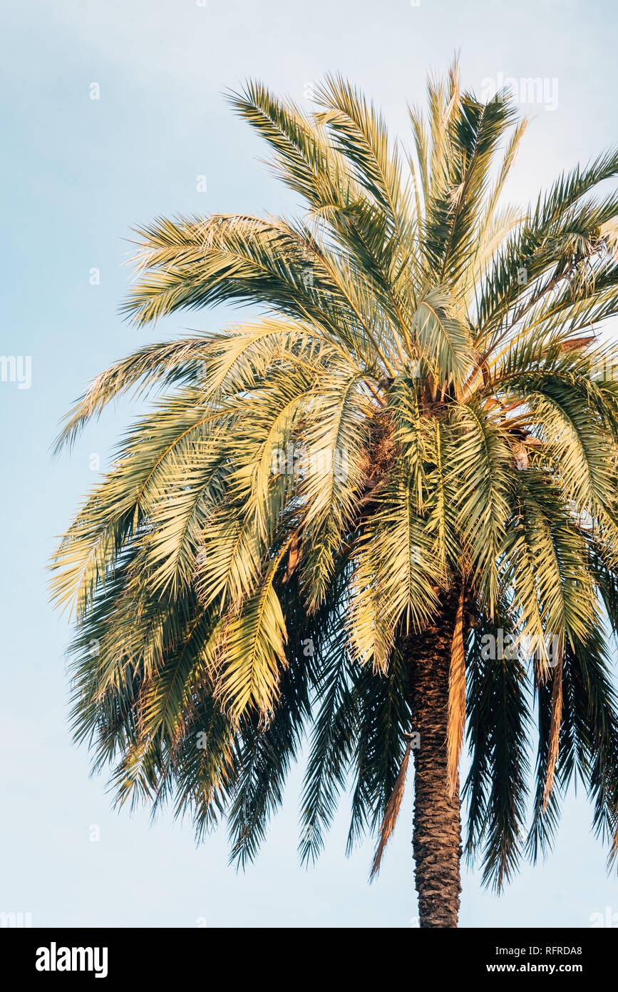 Palm trees in Barcelona, Spain Stock Photo - Alamy