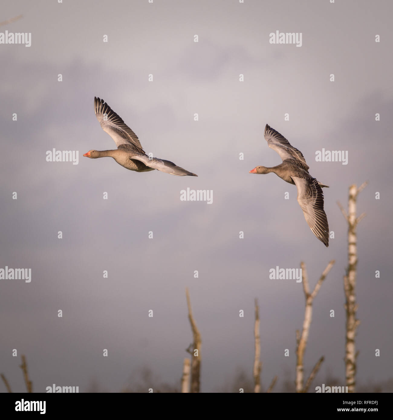 Two Geese Flying Stock Photo - Alamy