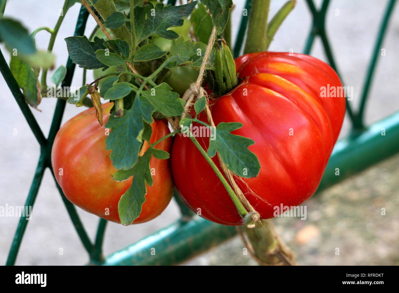 Ripe large red tomato attached with vine to smaller one growing in home ...