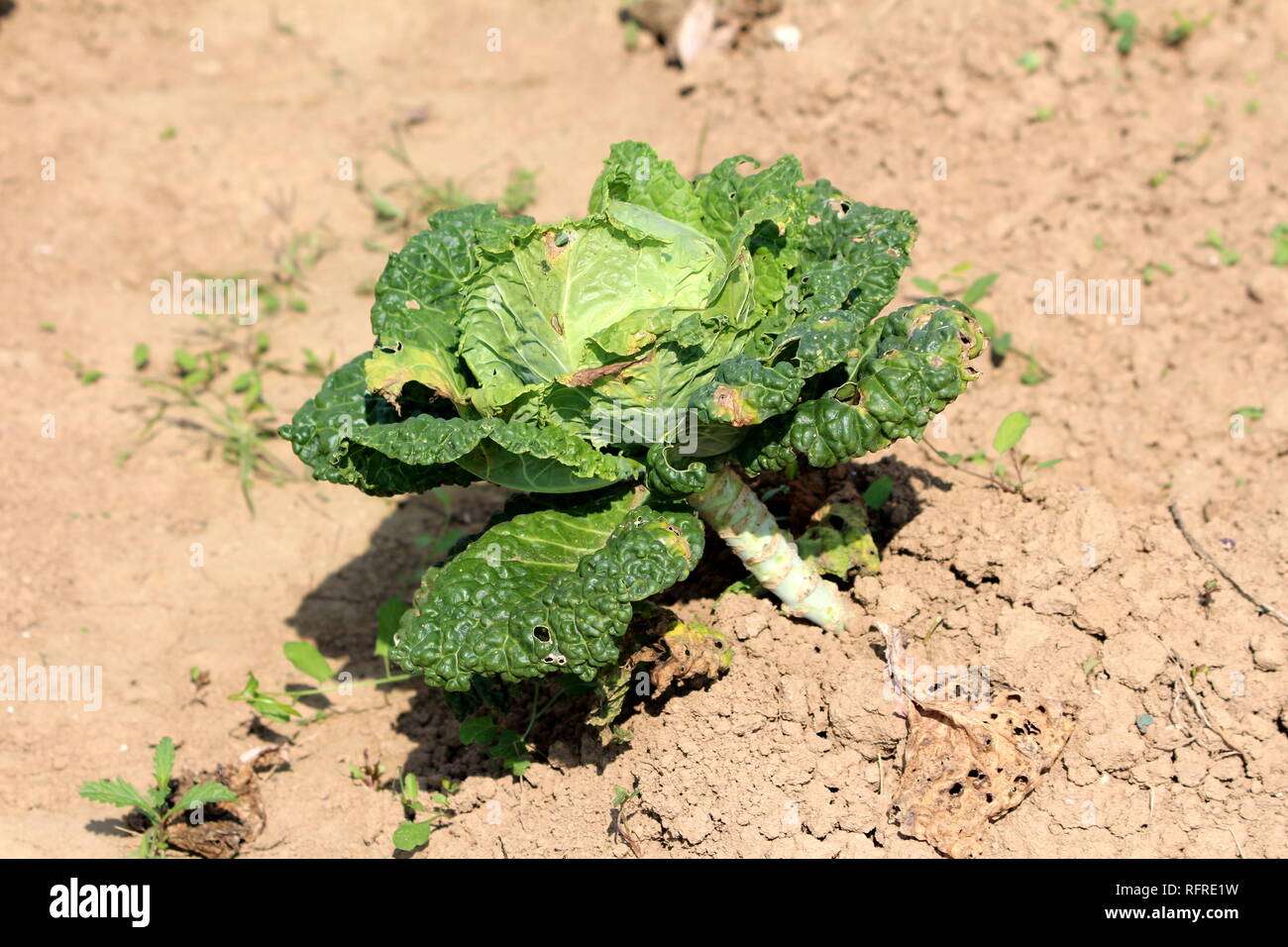 Single Kale or Leaf cabbage hardy cool season annual green vegetable ...