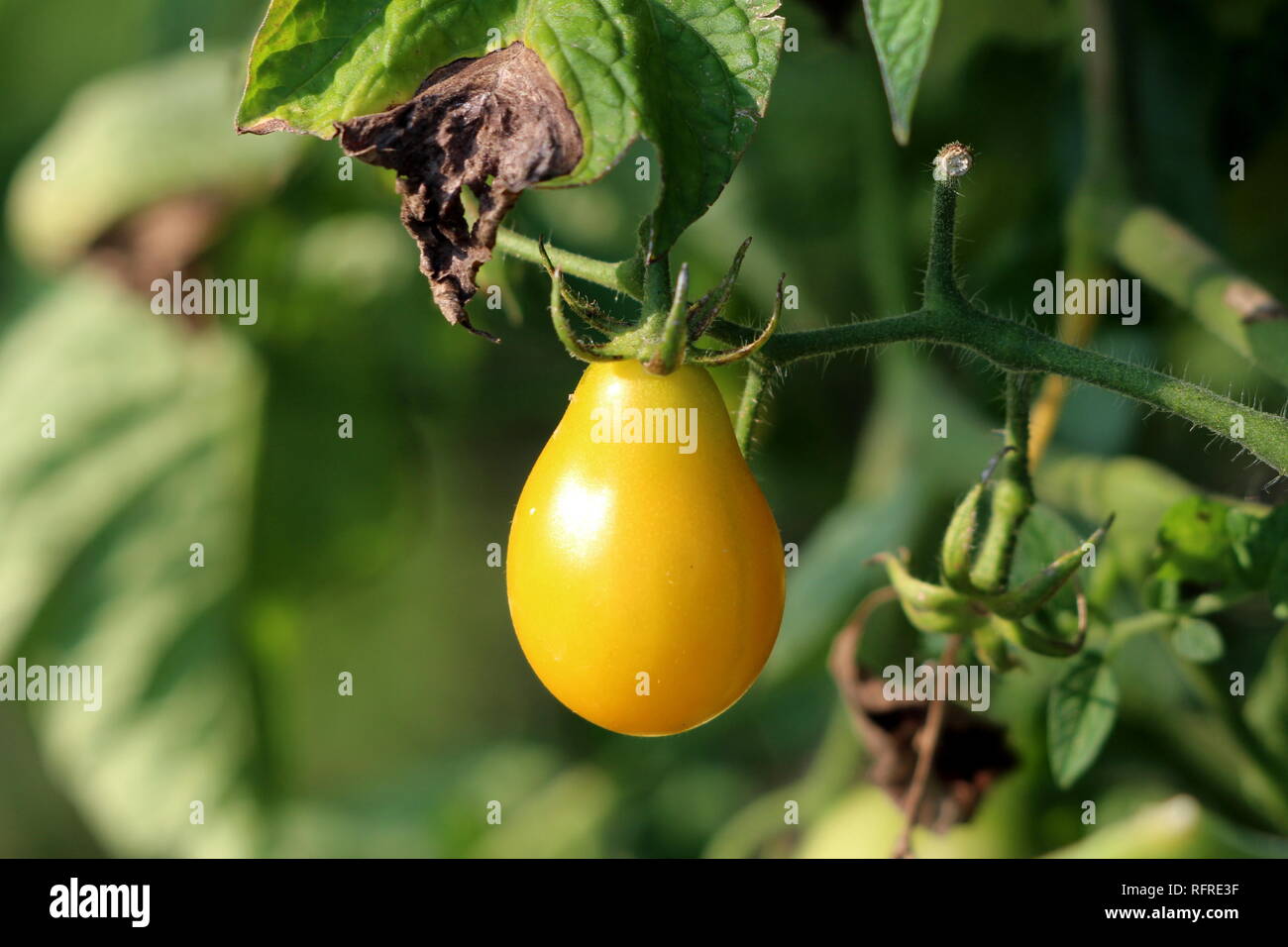 Pear shaped leaves hi-res stock photography and images - Alamy