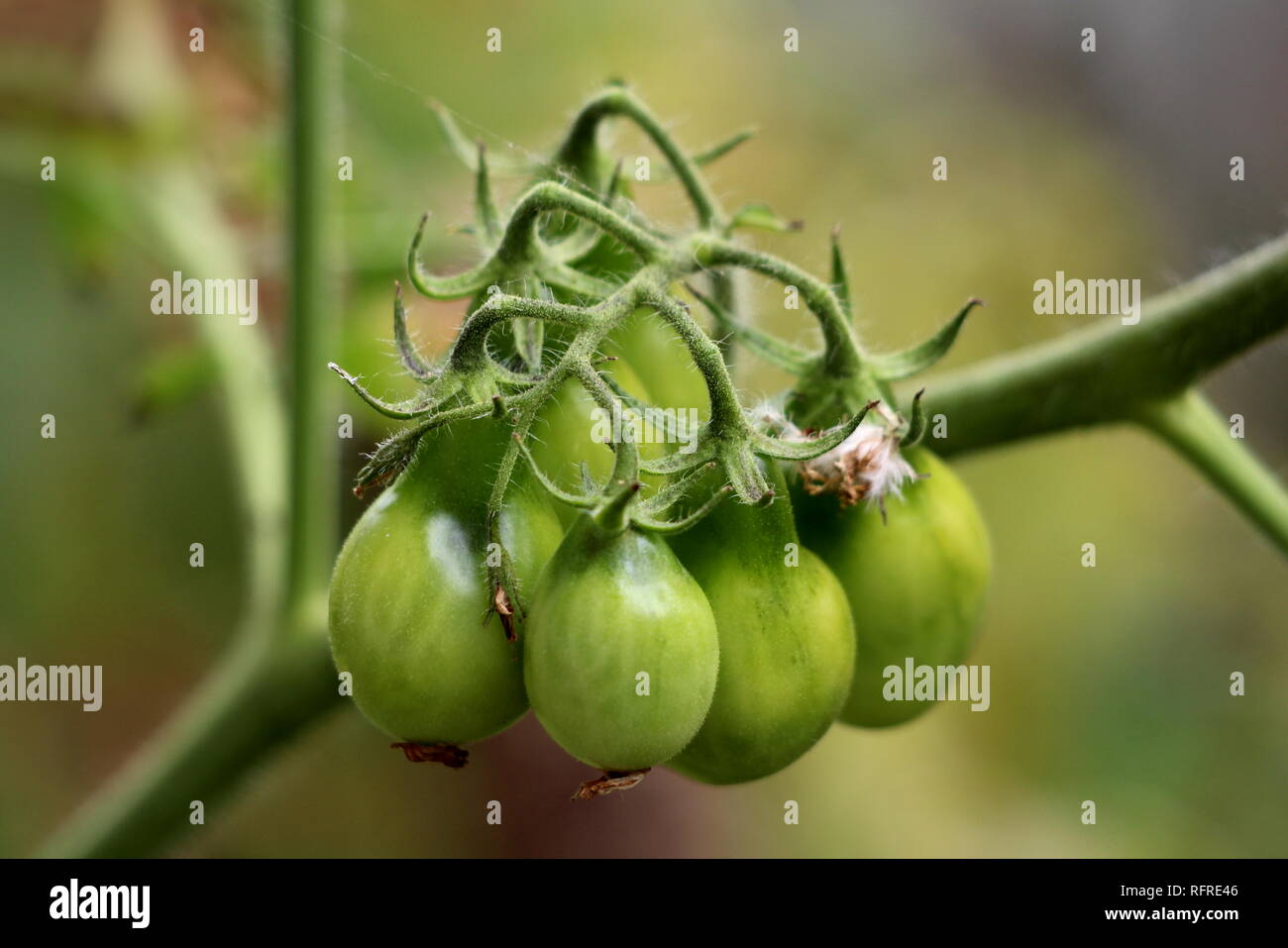 Pear shaped leaves hi-res stock photography and images - Alamy
