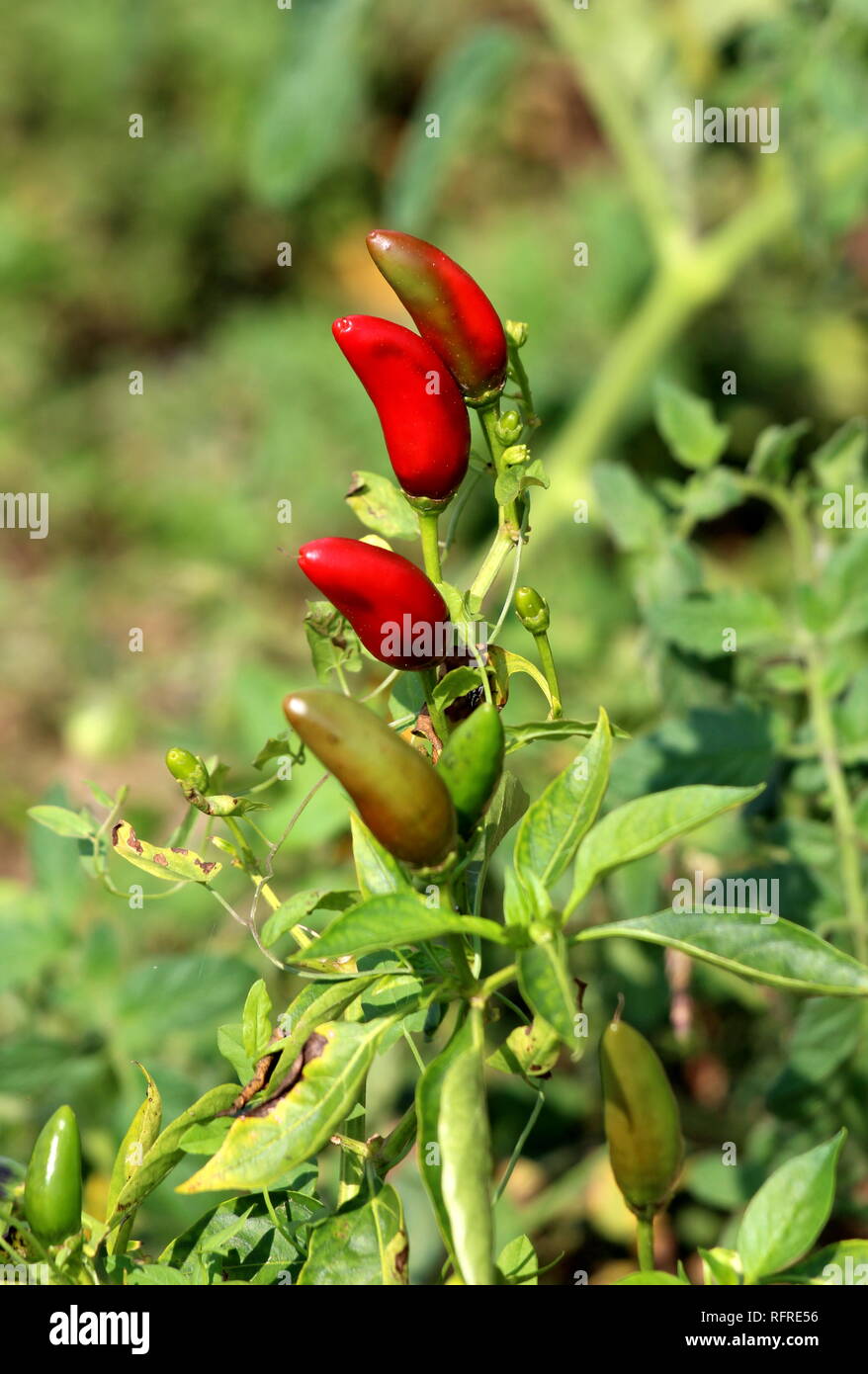 Small fresh green to fully ripe red chilli peppers growing in local ...