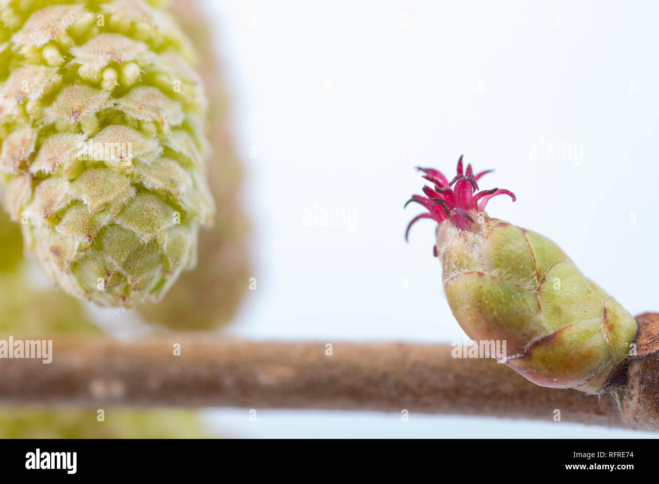 Hazel Tree High Resolution Stock Photography and Images - Alamy