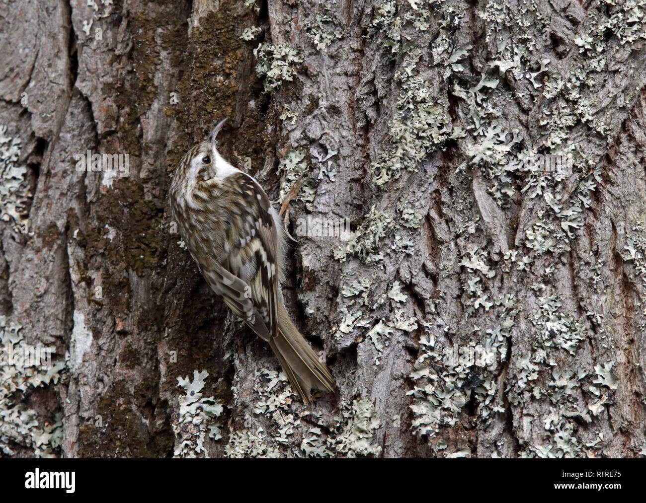 Treecreeper on bark hi-res stock photography and images - Alamy