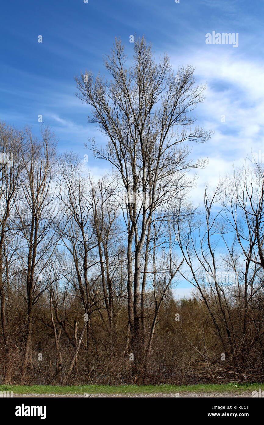 Old tree without leaves hi-res stock photography and images - Alamy