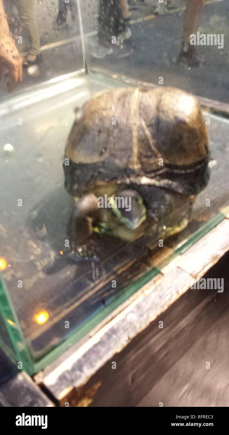 Deformed turtle hi-res stock photography and images - Alamy