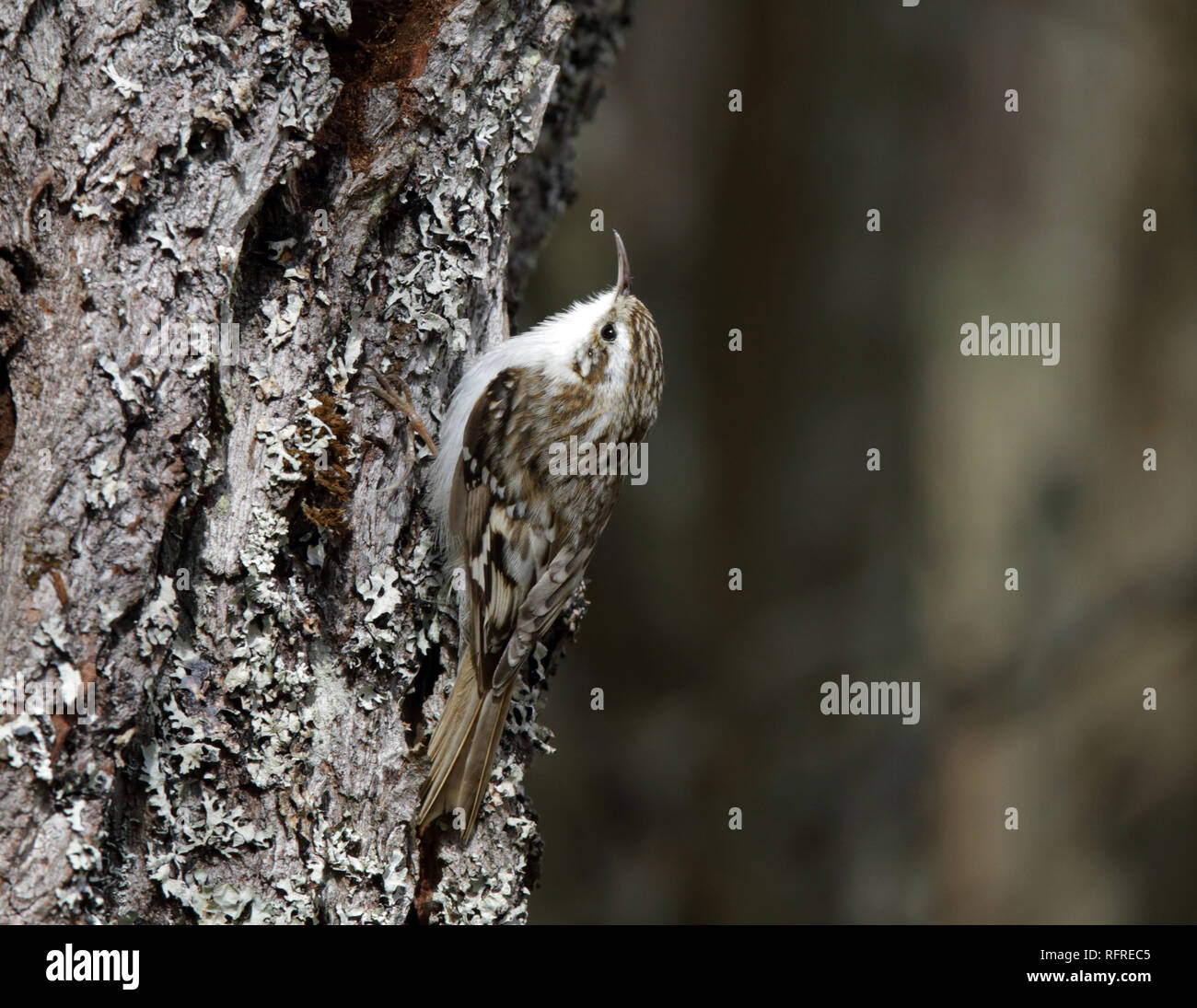 Tree eurasian treecreeper hi-res stock photography and images - Alamy