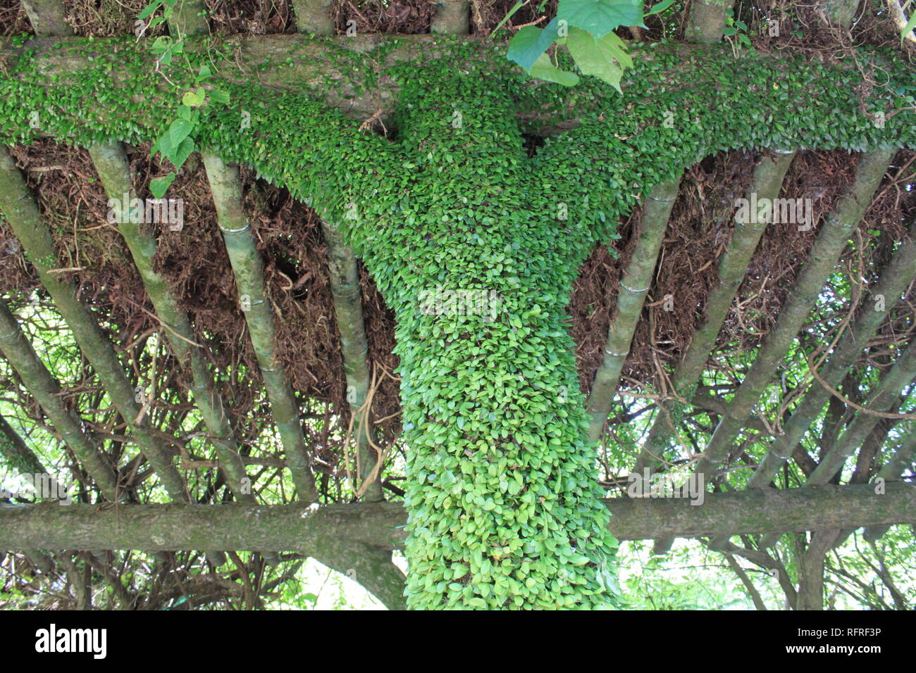 Tree in Taiwan Stock Photo - Alamy