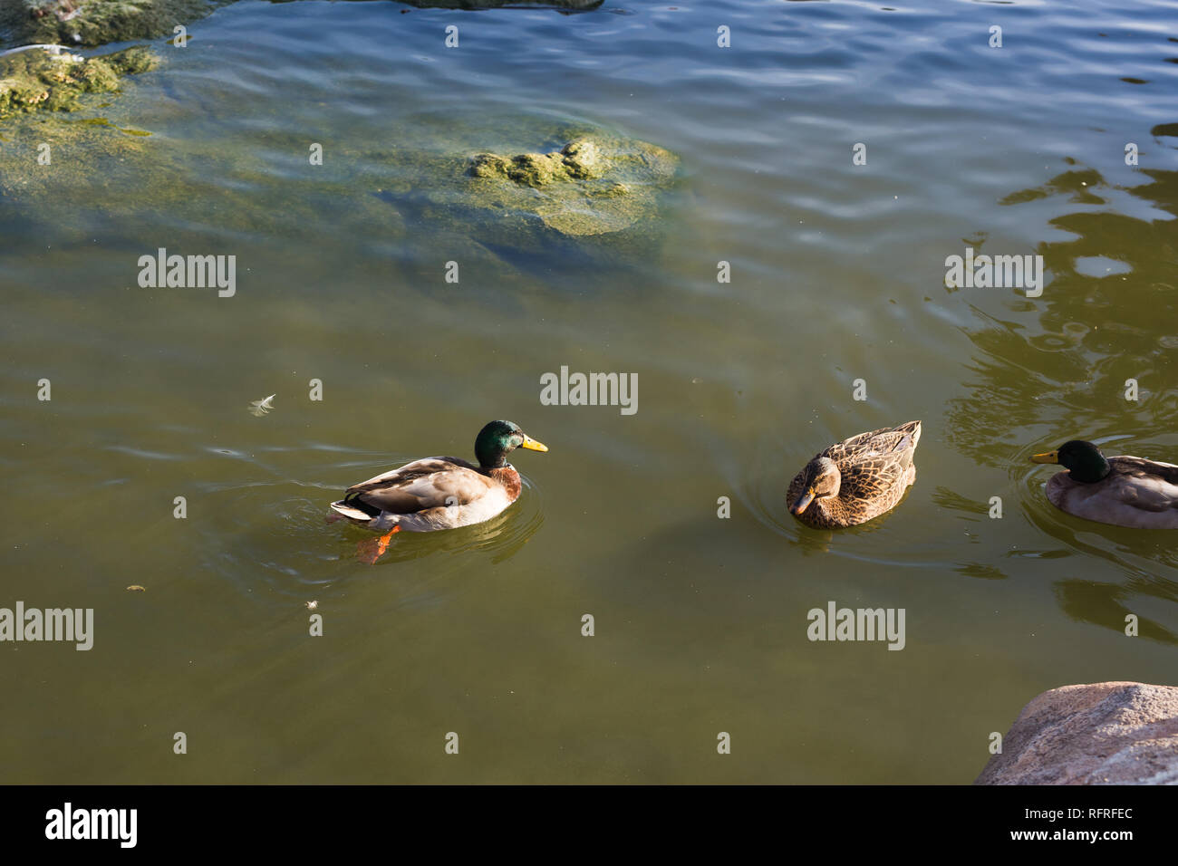 Ducks swim in a pond background. Domestic village ducks Stock Photo - Alamy