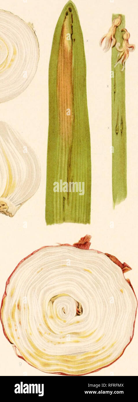 Hyacinth bulb cross section hi-res stock photography and images - Alamy