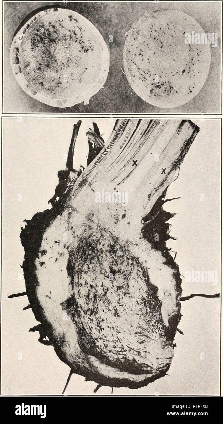 . Carnegie Institution of Washington publication. PLANT BACTERIA, VOL ...