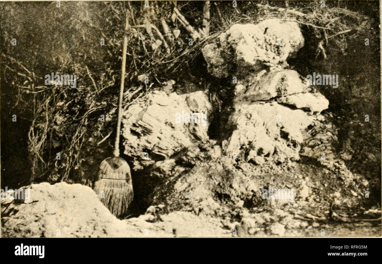Key largo limestone hi-res stock photography and images - Alamy