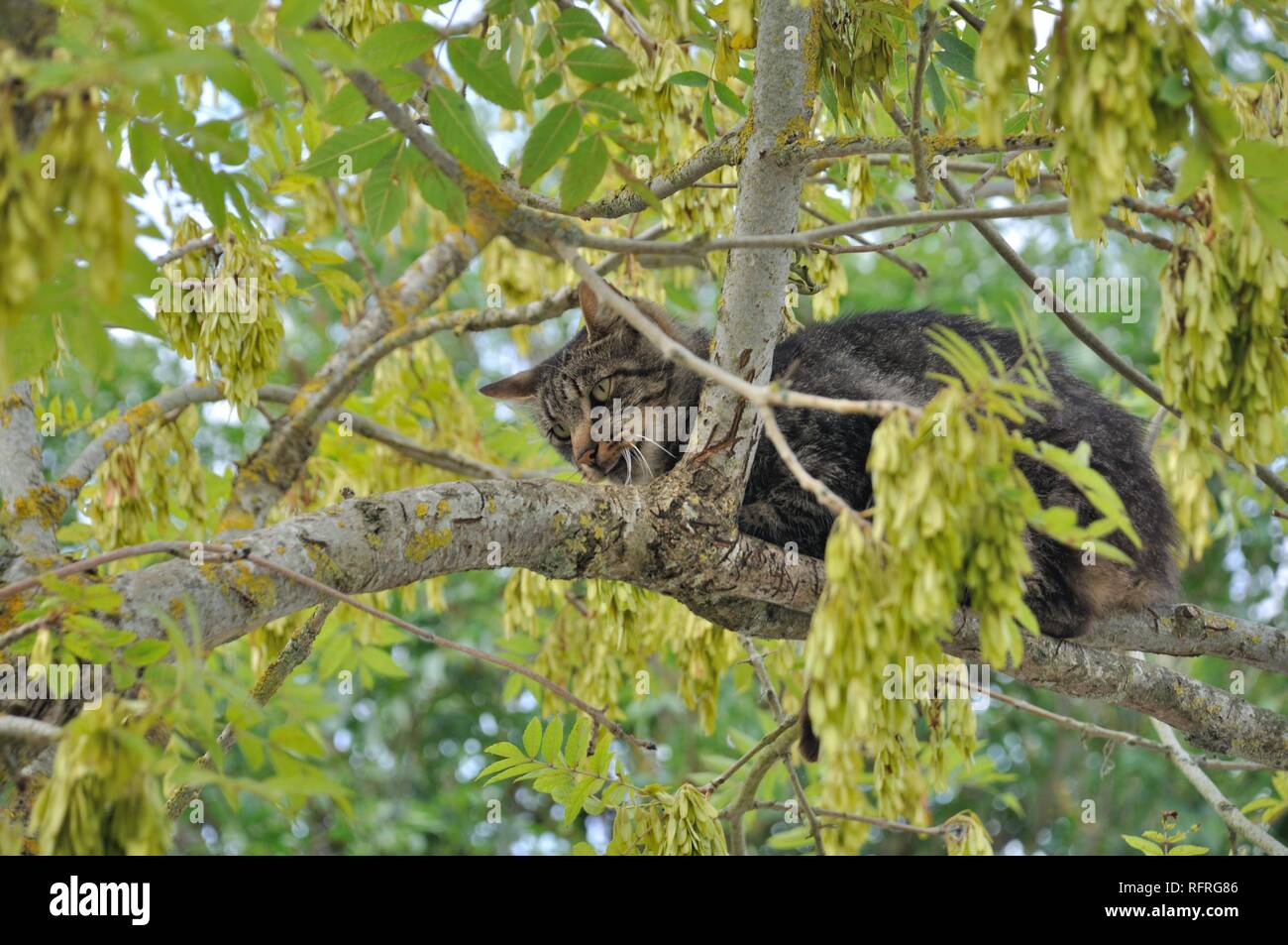 Cat in a tree Stock Photo - Alamy
